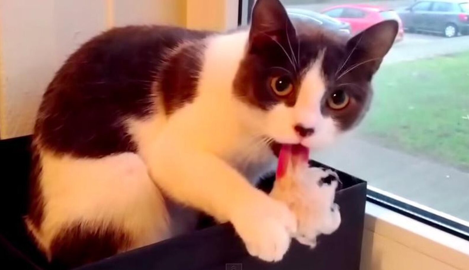 Cat Realizes She's Being Watched, Gets Hilariously Embarrassed - The Dodo