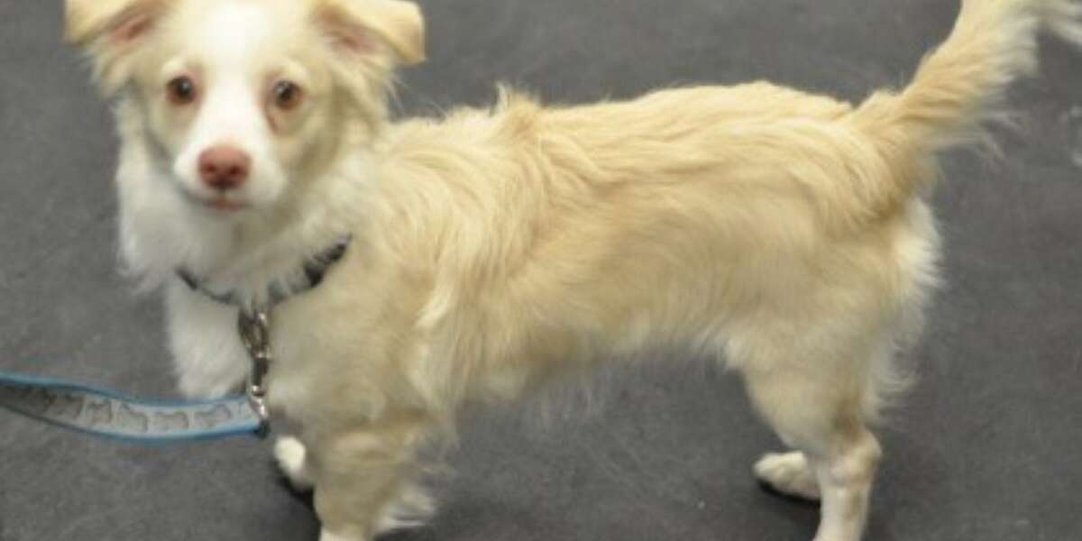 Papillon Stretch (#MuttBreeds) - The Dodo