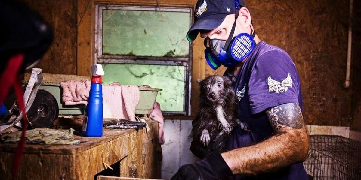 Dogs Rescued From Puppy Mill Had Never Actually Seen Sunlight - The Dodo