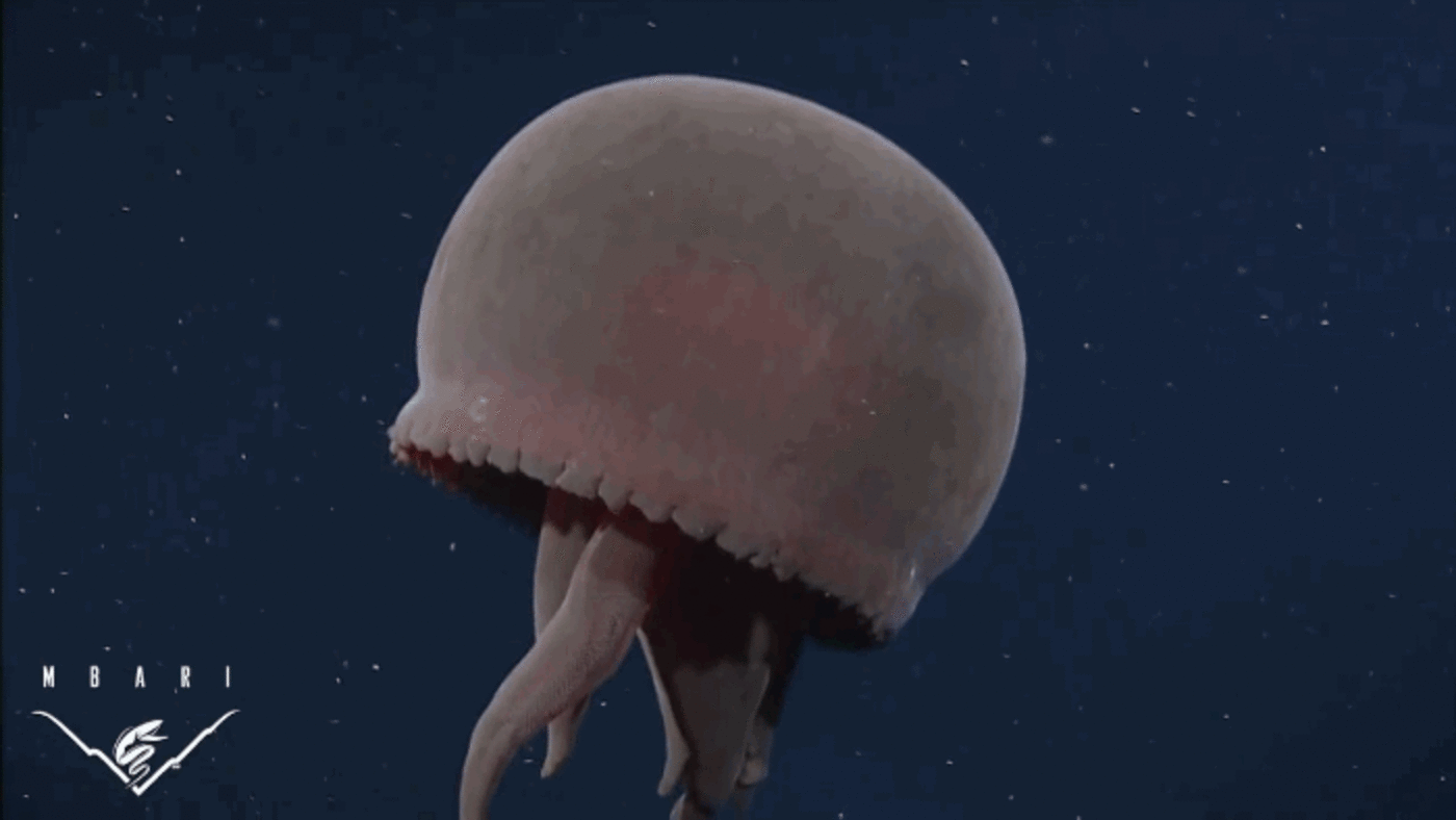 Crazy Creatures Of The Deep Sea: Jellyfish That Look Like Belly Buttons ...