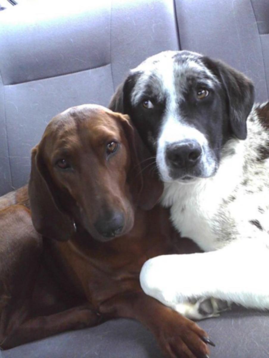 Dog Best Friends Can't Be Adopted Without Each Other - The Dodo