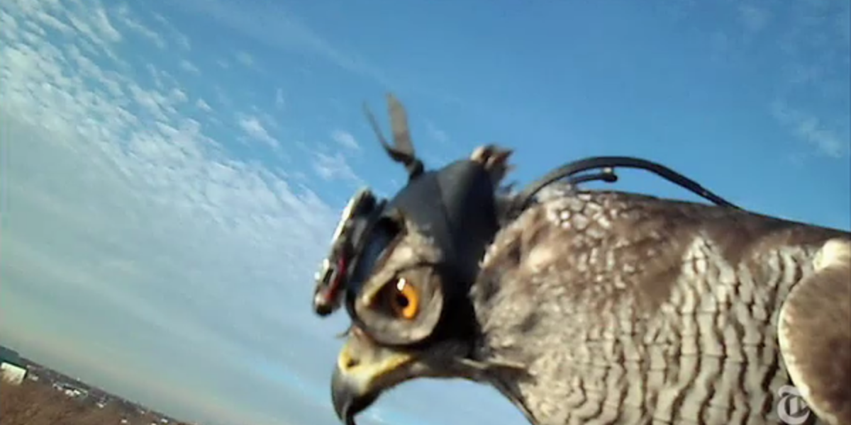 How a hawk hunts - The Dodo