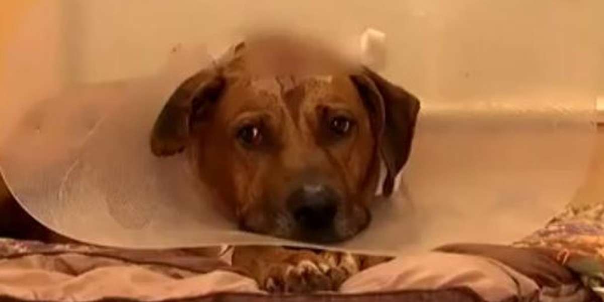 Dog Takes A Bullet Protecting The Home He Loves - The Dodo
