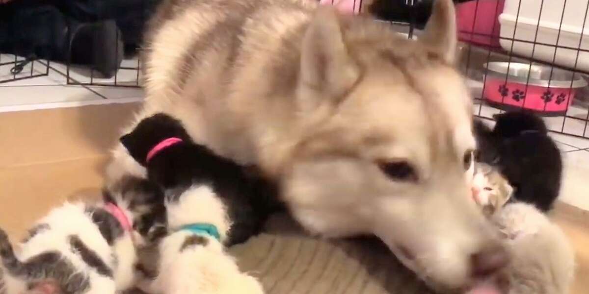 Dog Helps Her Cat Friend Raise A Litter Of Orphaned Kittens - The Dodo