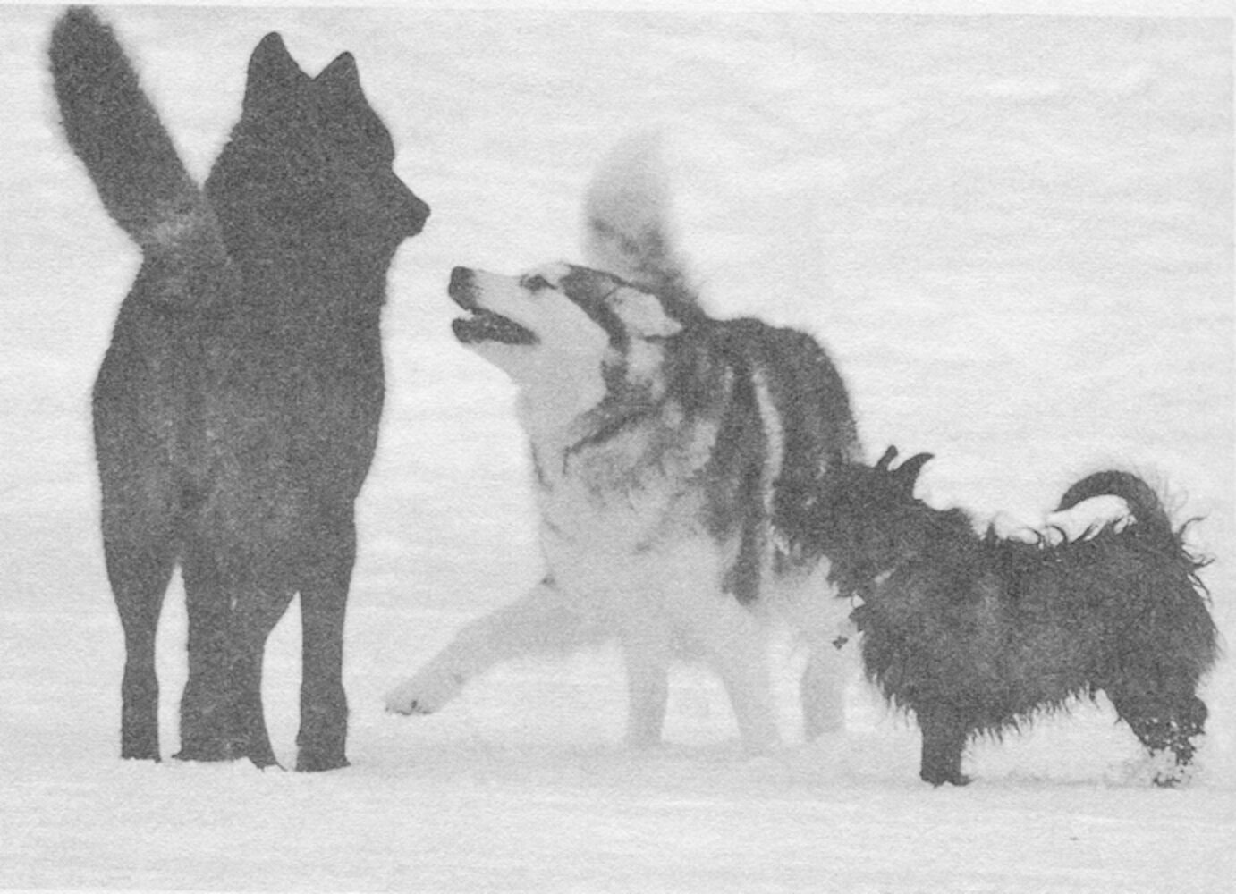 The Sweet True Story Of A Wolf Who Befriended Dogs - The Dodo