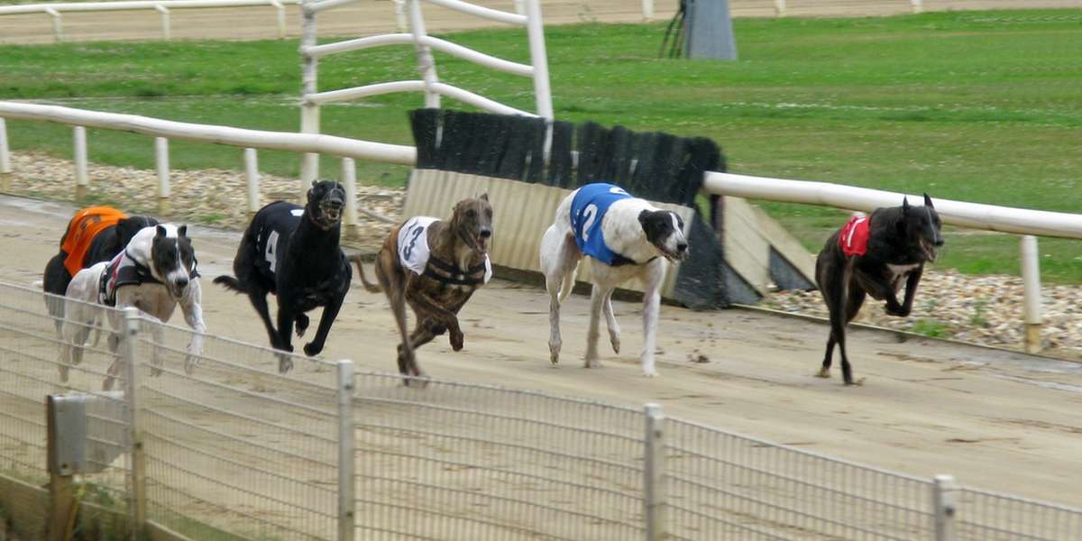 Amid Backlash, Greyhound Racetrack Vows To Fight Plagued Industry - The ...