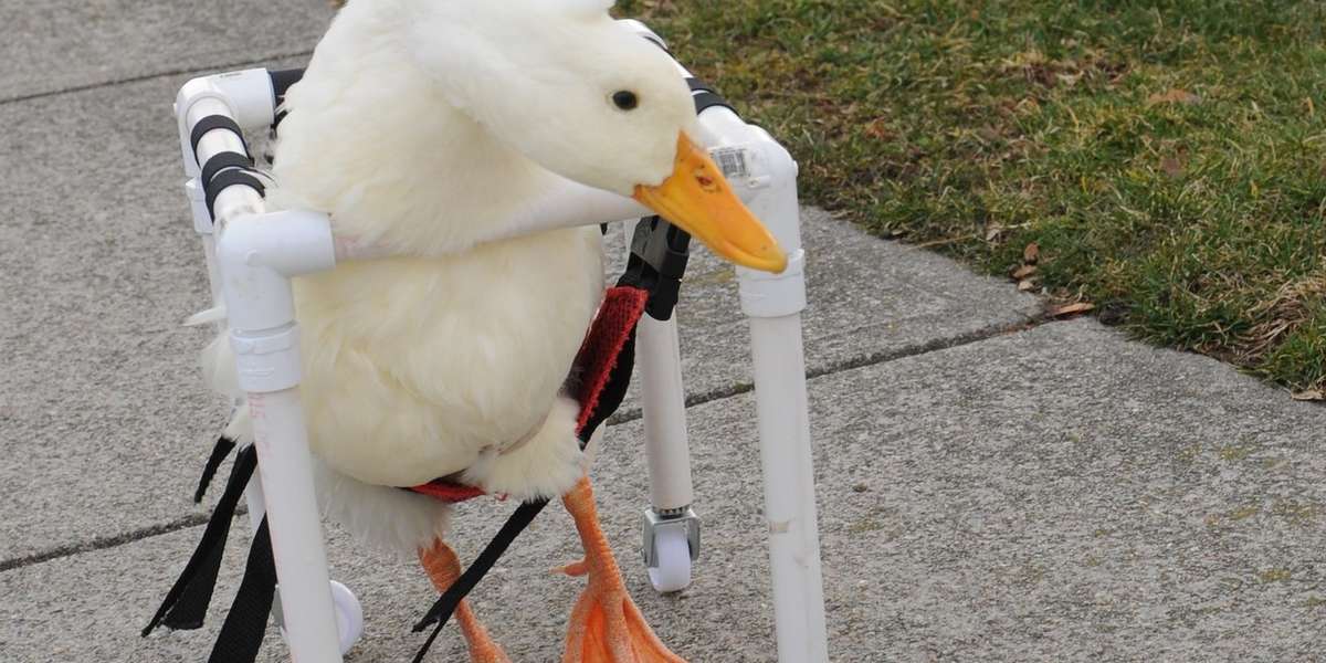 Sweetest Duck May Be Different But She'll Never Be Alone - The Dodo