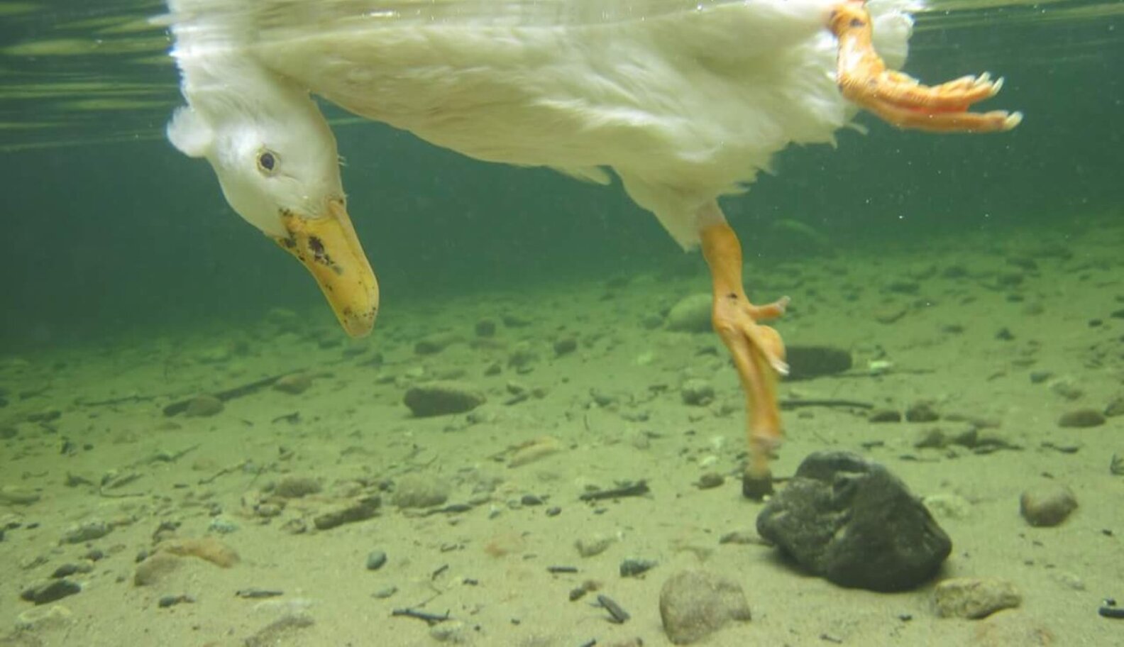 Sweetest Duck May Be Different But She'll Never Be Alone - The Dodo