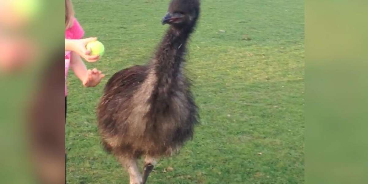 This Emu Loves To Play Fetch Just Like A Dog - The Dodo