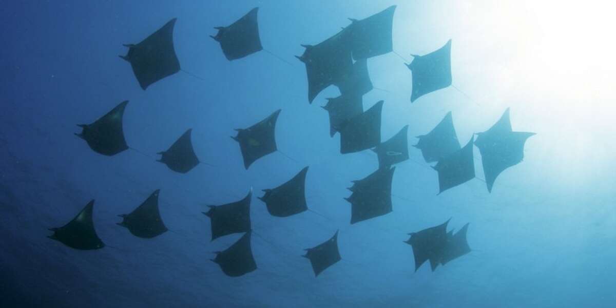 What 1,000 Rays Look Like Cruising Just Below The Ocean’s Surface - The ...