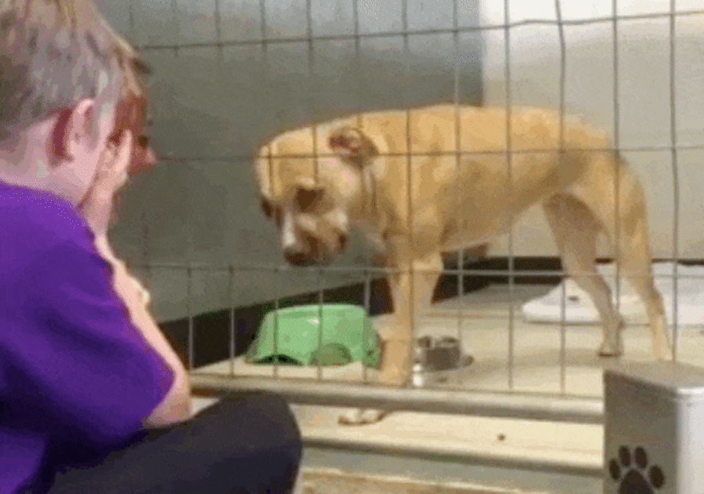 Pit Bull Is Too Scared To Leave Her Bed ... Until A Boy Comes Along ...