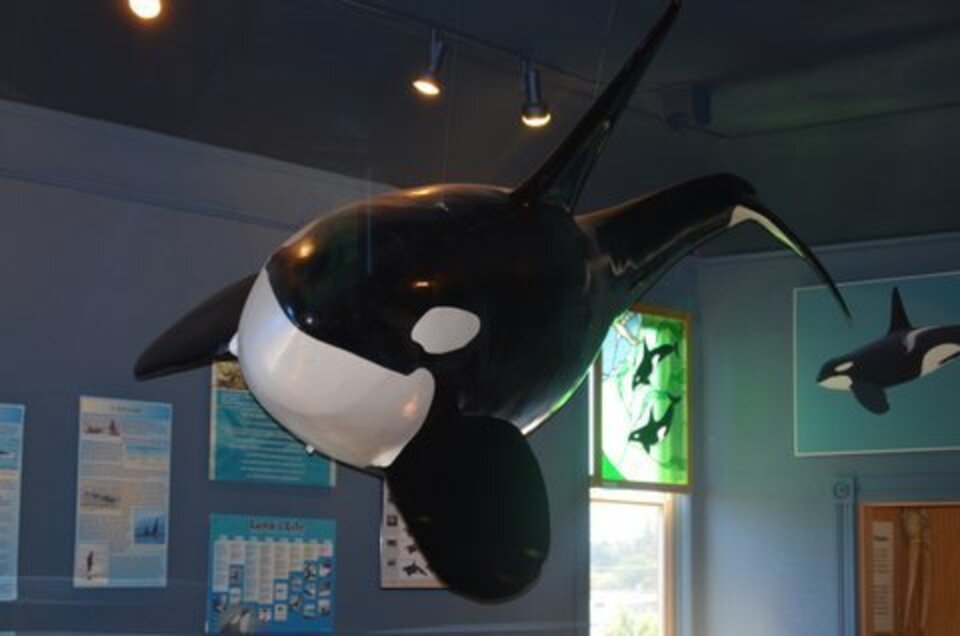 All The Ways To Learn About Orcas Without Buying A Ticket To SeaWorld ...