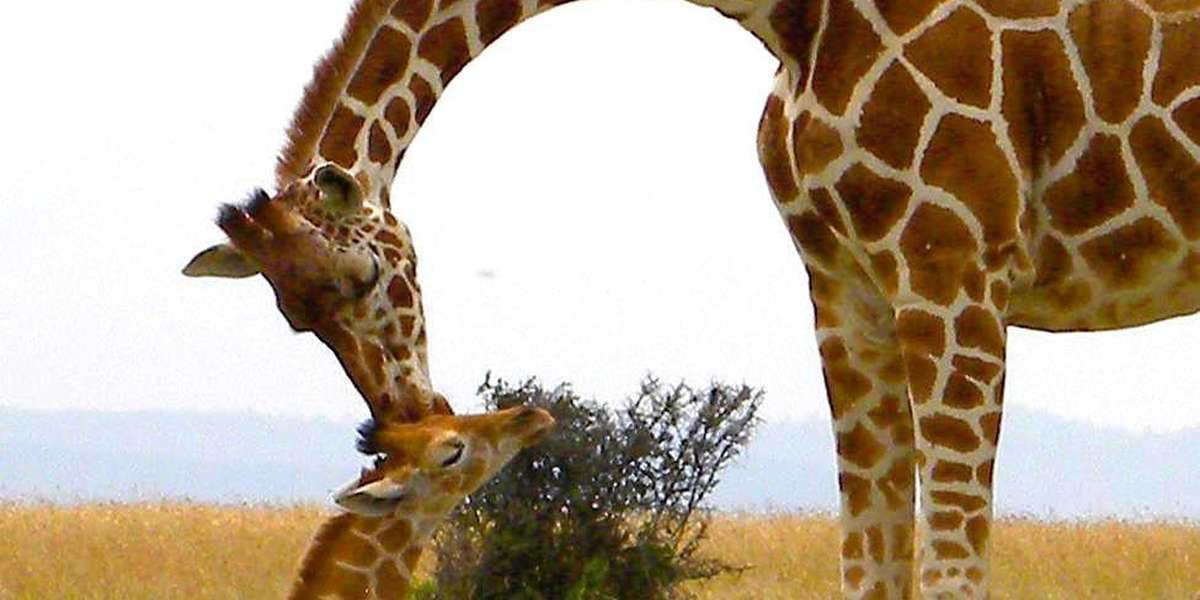Giraffes Are Going Extinct And No One Is Talking About It - The Dodo