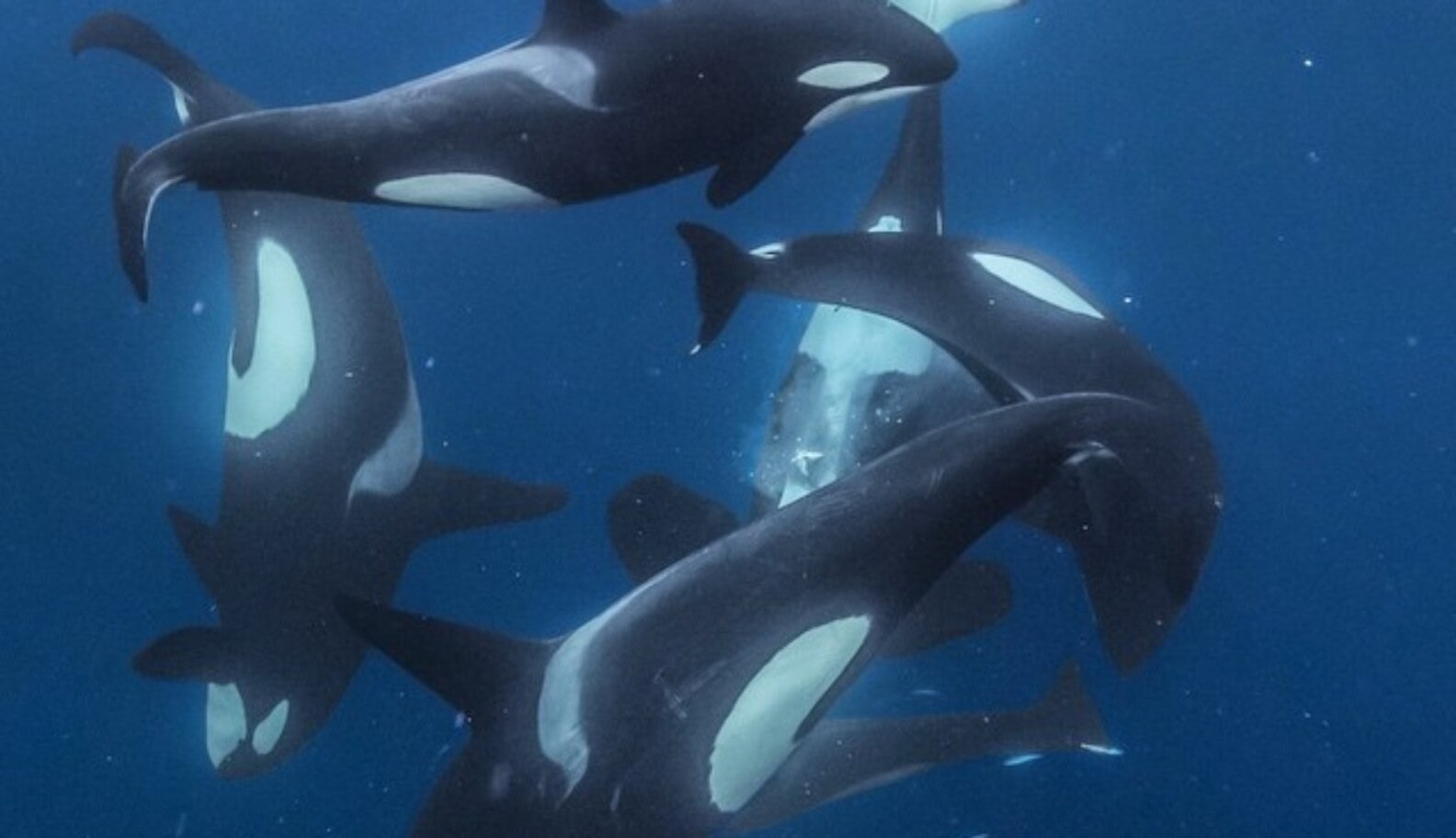 Family Pod of Orcas Engage in Gentle Ballet Devouring Herring in Norway ...