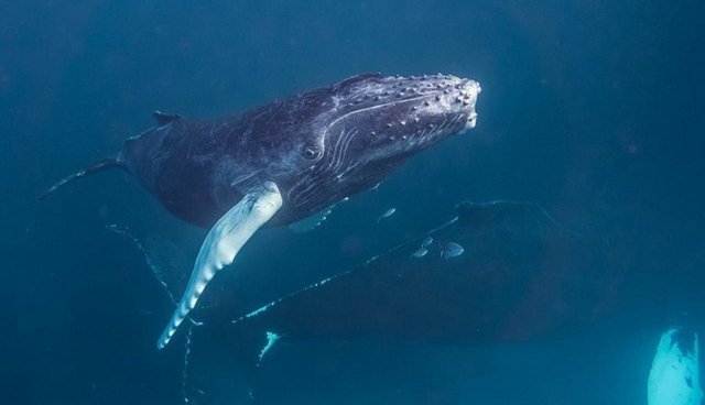 Listen To The 7 Different Ways That Whales "Talk" To Each Other - The Dodo