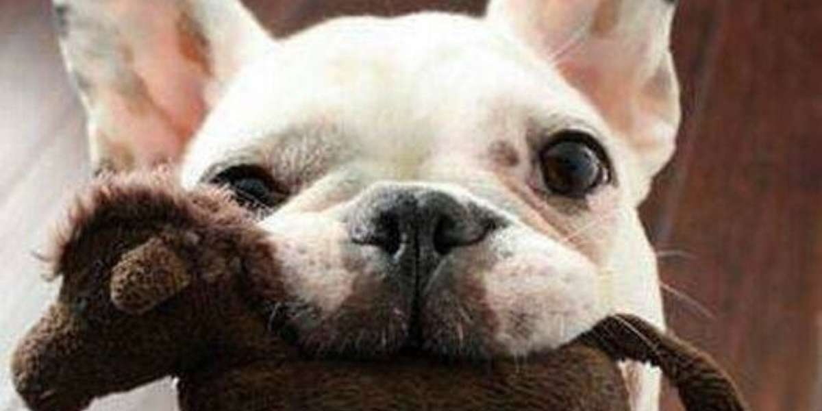 12 Truths All Dog Owners Have Come To Accept - The Dodo