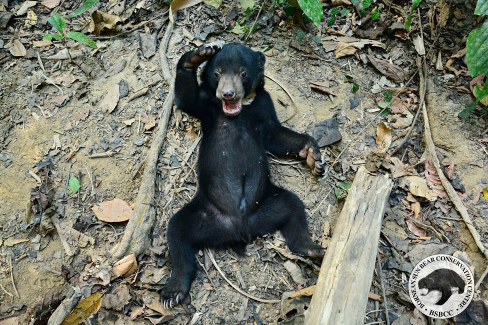 Rescued Bear Cub Returns To Forest, Goes Absolutely Bonkers - The Dodo