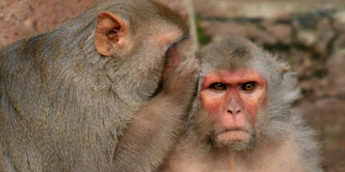 Monkeys Love To Gamble And Believe In Lucky Streaks, Too - The Dodo