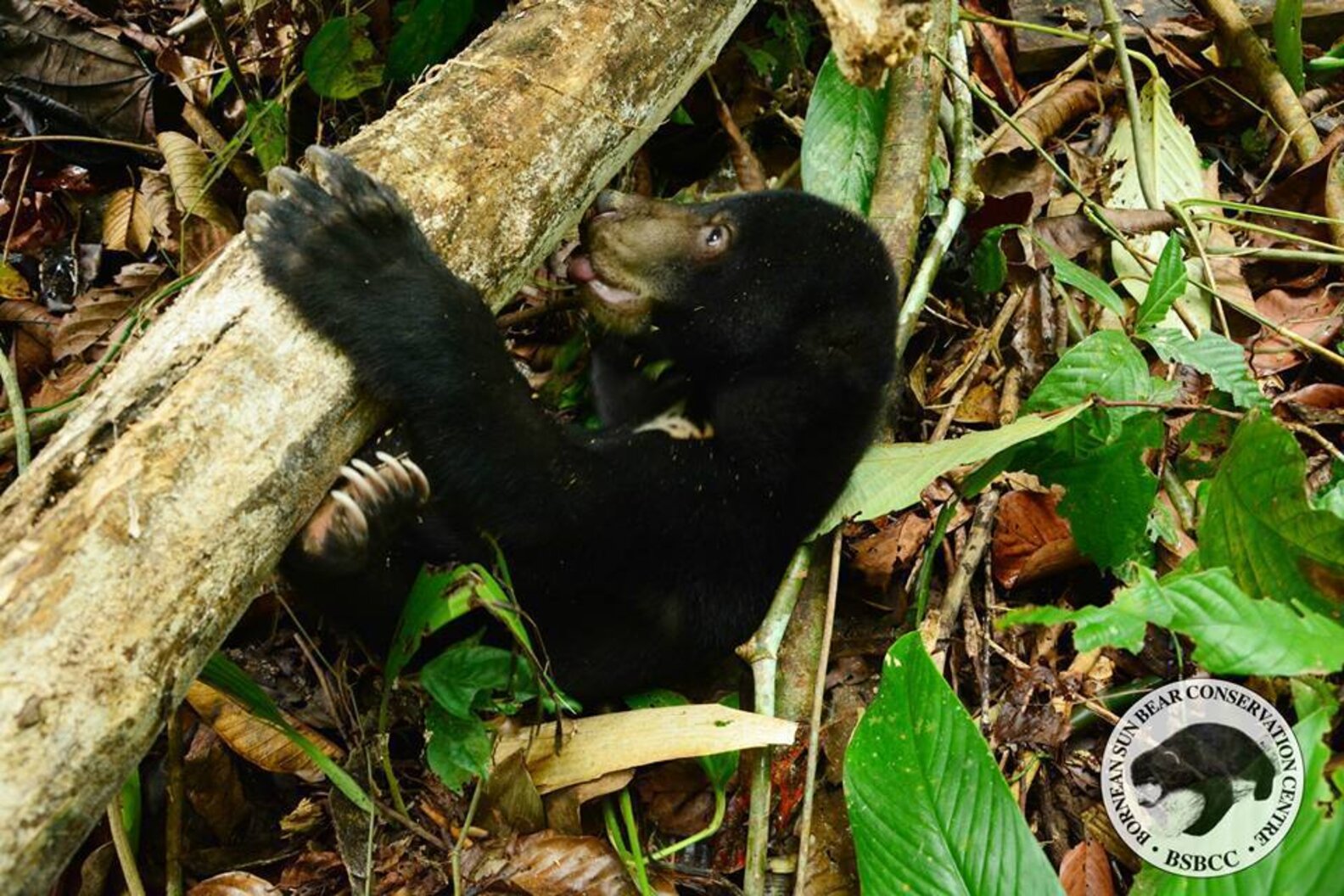 Rescued Bear Cub Returns To Forest, Goes Absolutely Bonkers - The Dodo