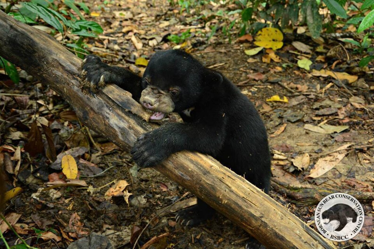 Rescued Bear Cub Returns To Forest, Goes Absolutely Bonkers - The Dodo