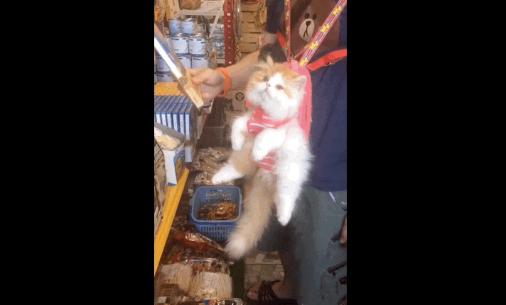 Best Cat Dad Ever Refuses To Go Shopping Alone - The Dodo