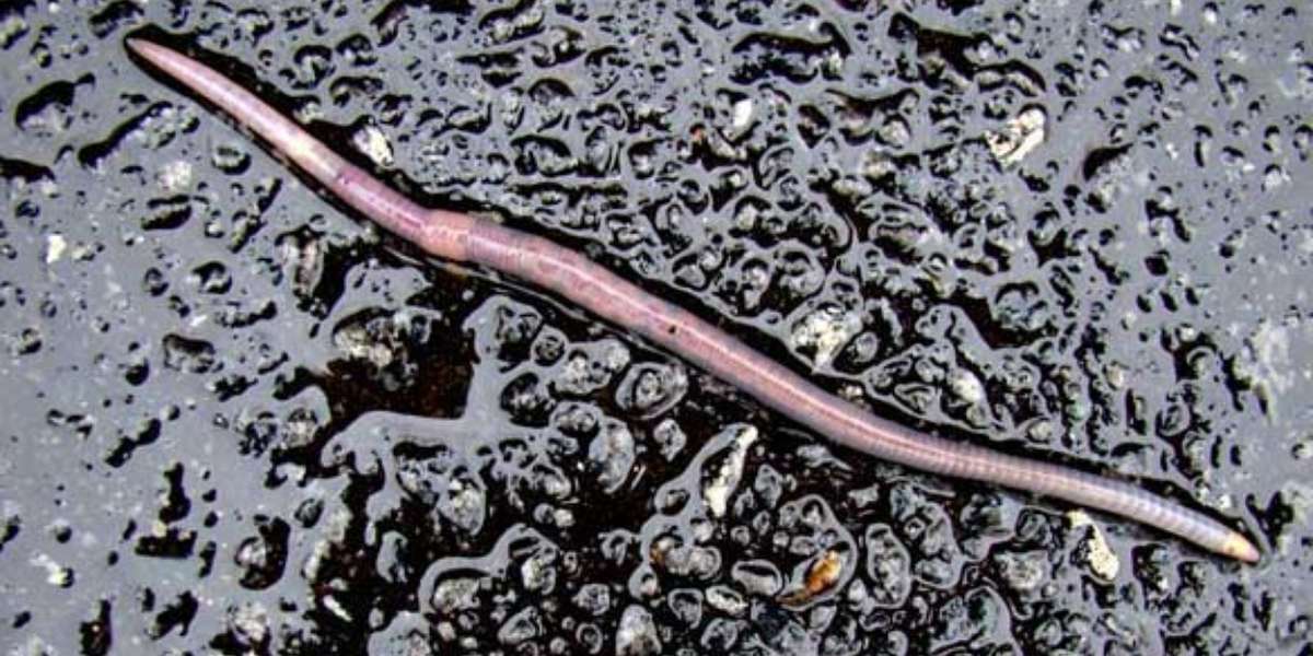 Yes, I Do Pick Up Every Worm In The Road - The Dodo