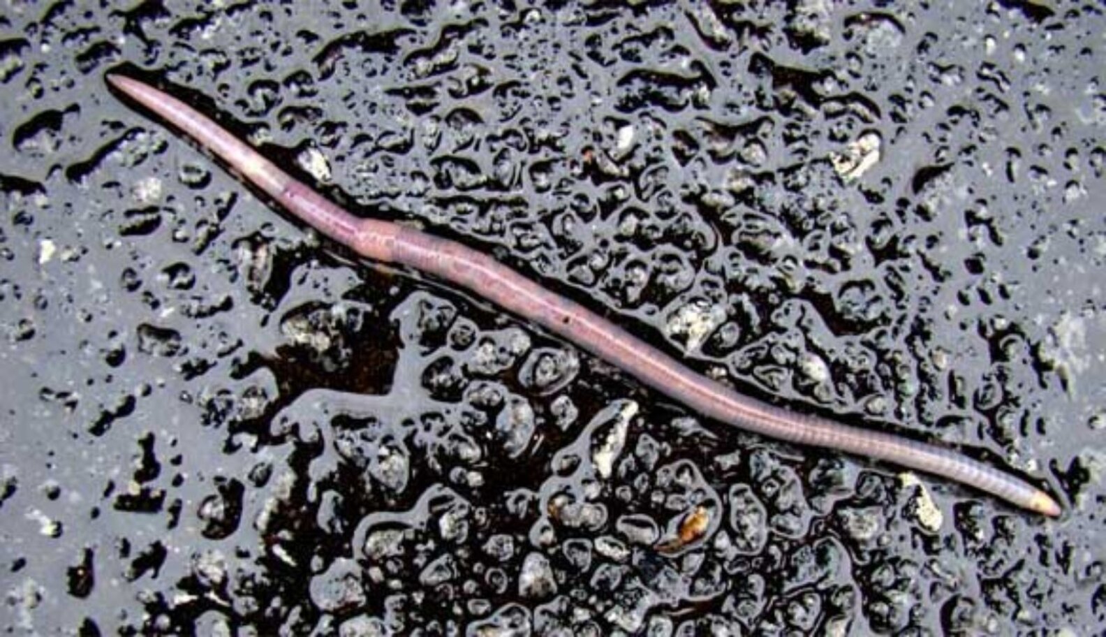 Yes, I Do Pick Up Every Worm In The Road - The Dodo