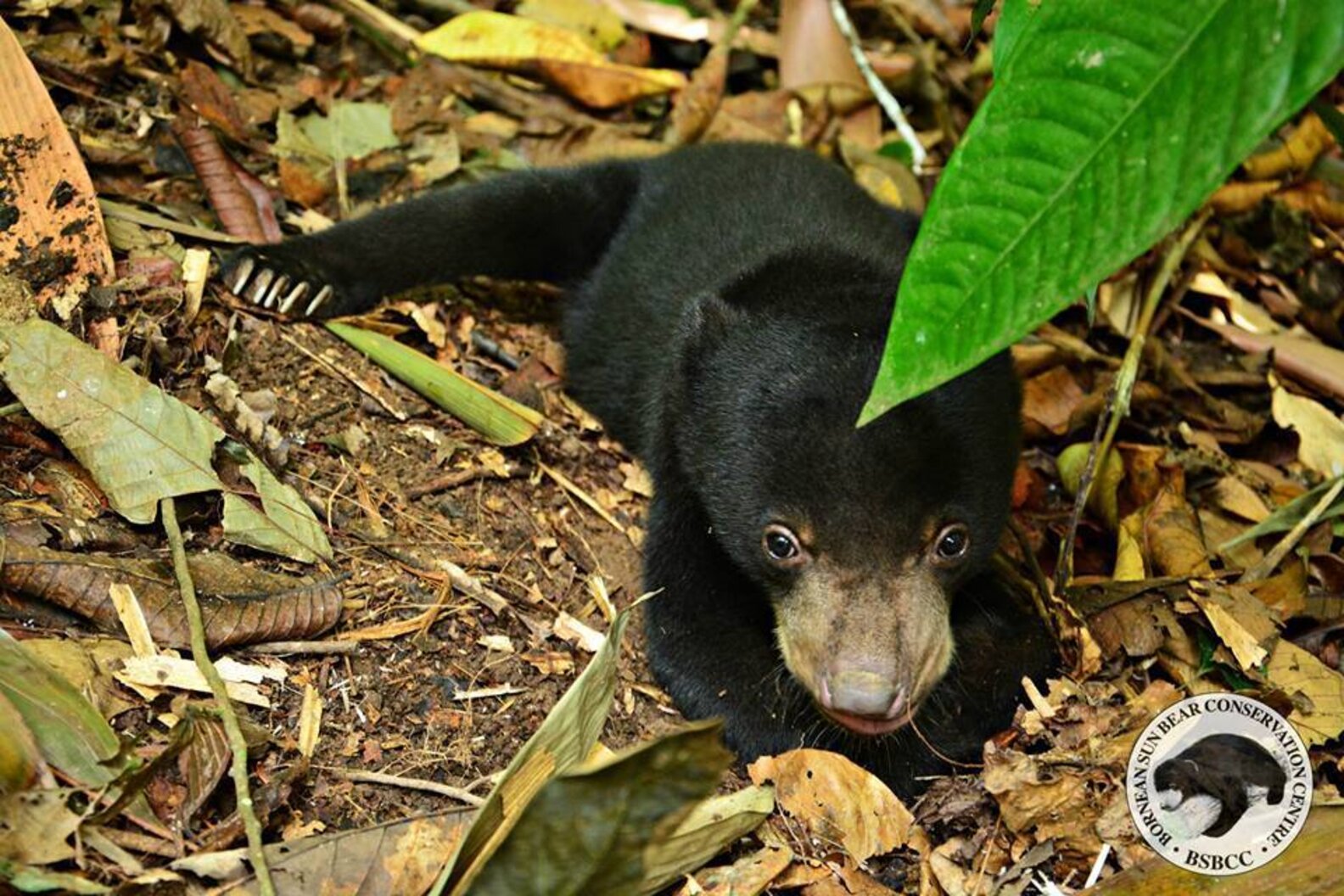 Rescued Bear Cub Returns To Forest, Goes Absolutely Bonkers - The Dodo