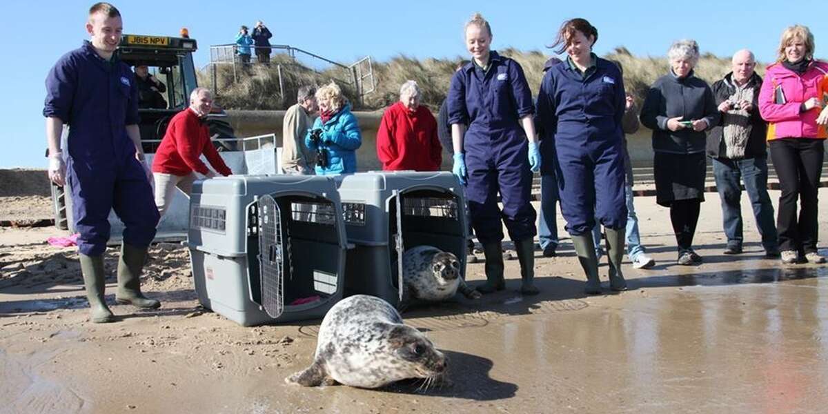 Watch These Rescued Seals Dive Into The Ocean For The First Time - The Dodo