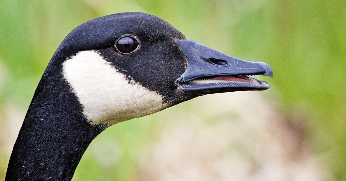 Goose Survives Being Shot After Hunters (Of All People) Stage Elaborate ...