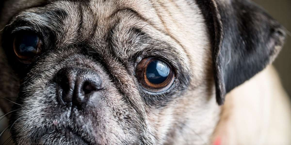 6 Animal Issues To Solve In 2015 - The Dodo