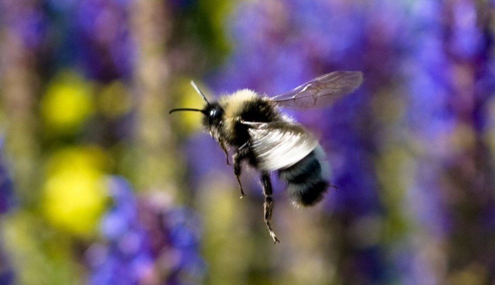 Bumblebees Can Fly Higher Than Mount Everest - The Dodo