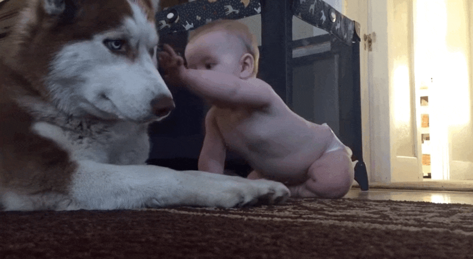 Gentle Husky Showers Baby With Kisses - The Dodo
