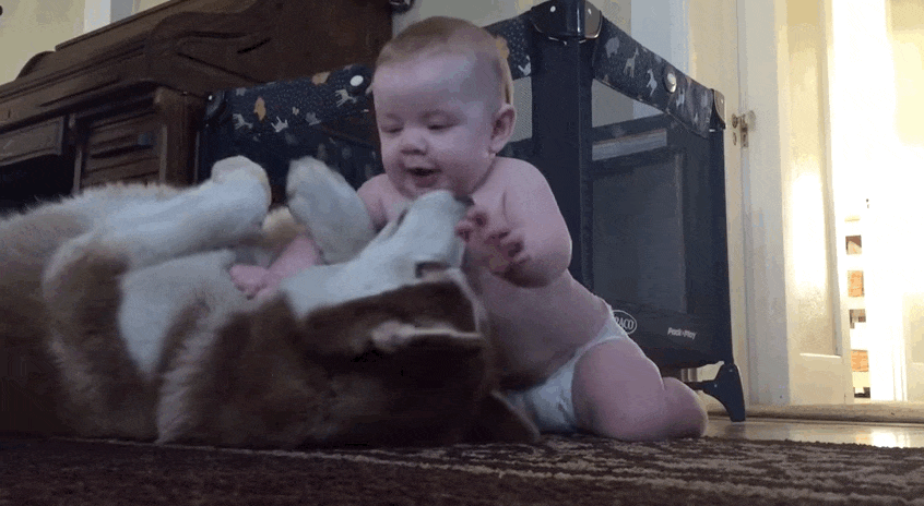 Gentle Husky Showers Baby With Kisses - The Dodo