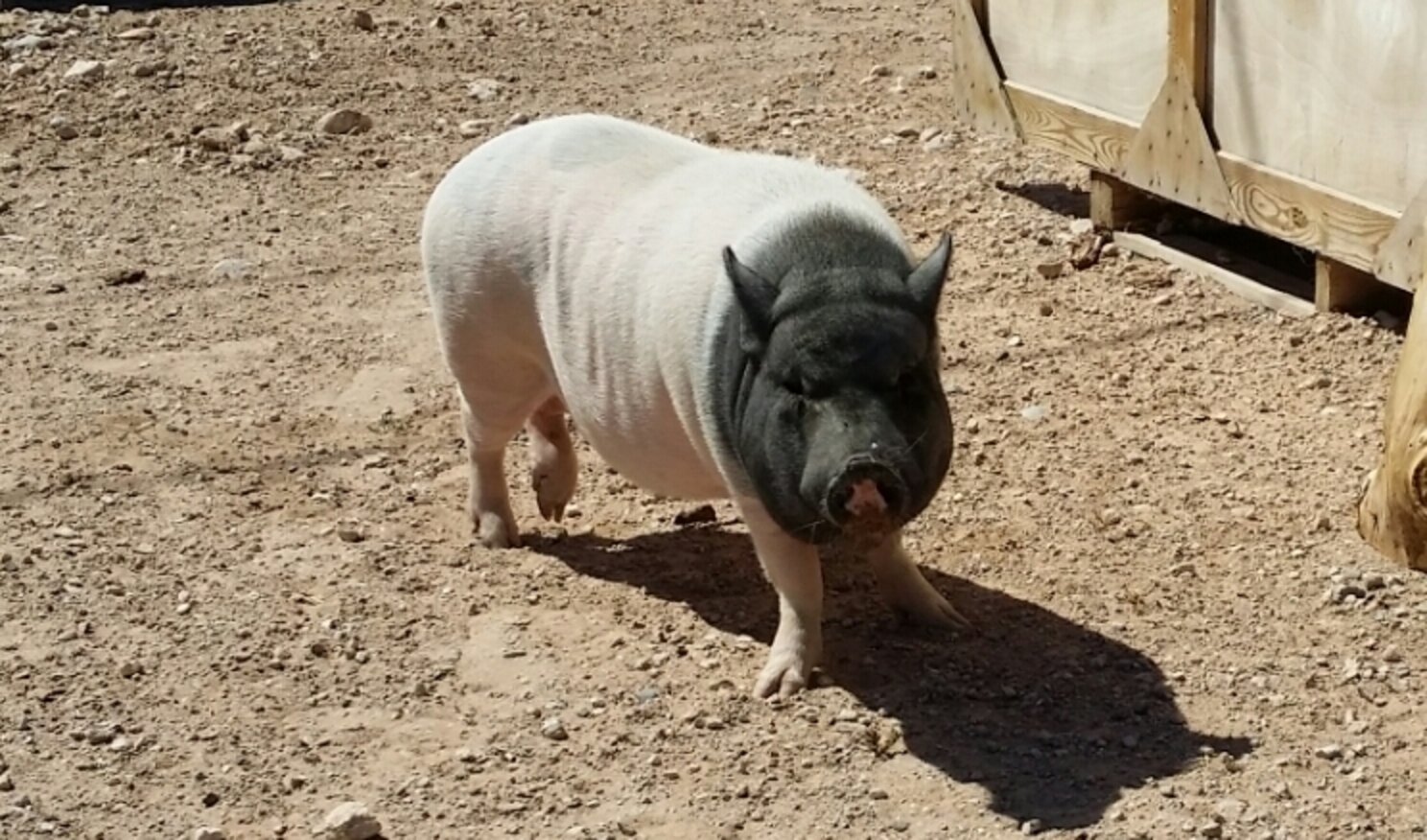 What Happens To Most 'Teacup' Pigs When They Hit 60 Pounds - The Dodo