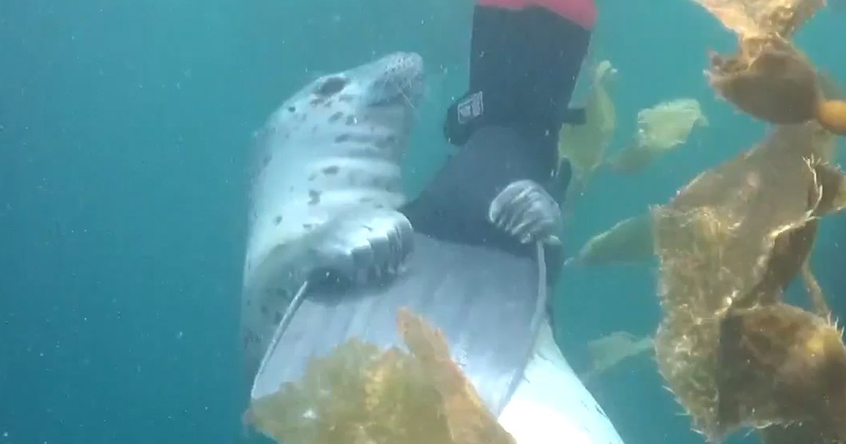 Seal Cuddles Up To Divers Video - The Dodo
