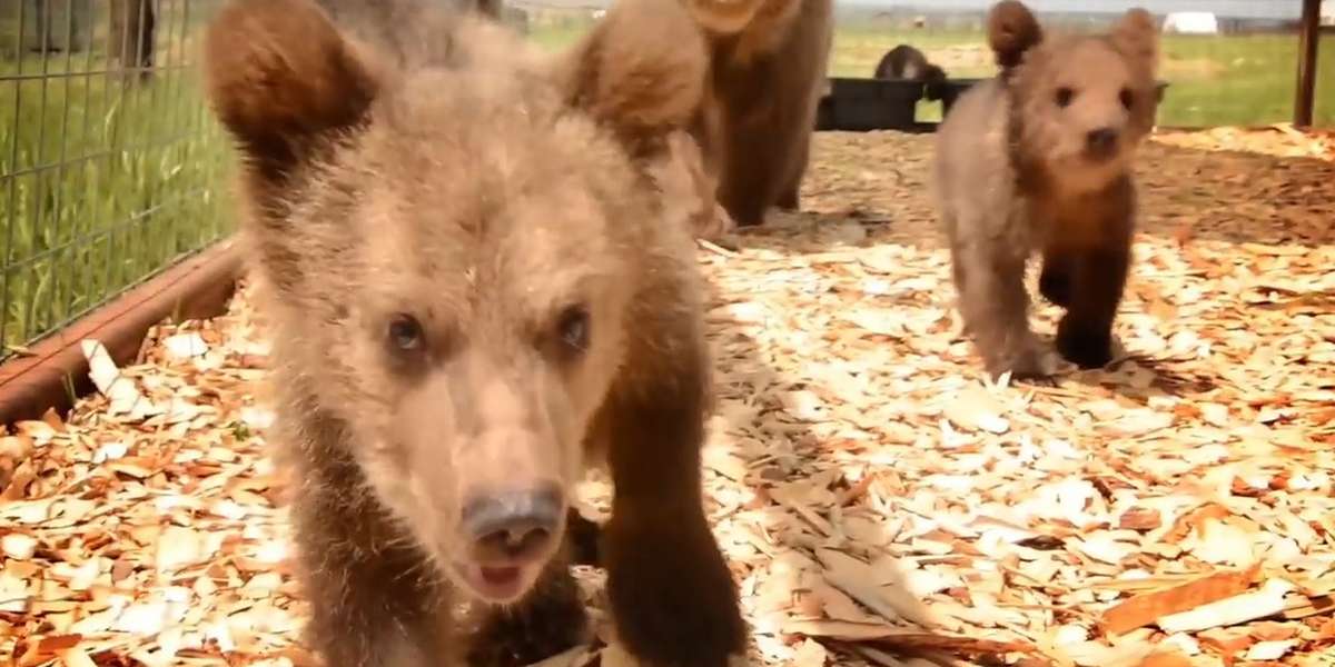 Rescued Bears Freak Out Over New Home - The Dodo