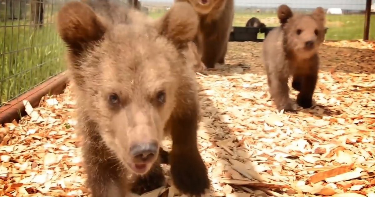 Rescued Bears Freak Out Over New Home - The Dodo