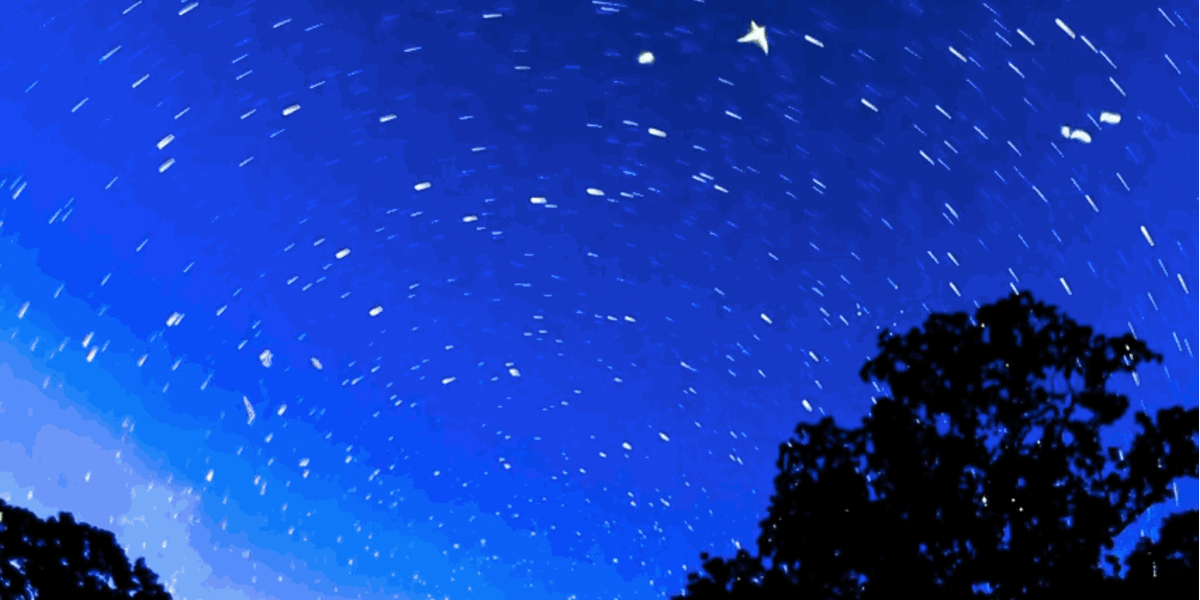 Stunning Time-Lapse Of Fireflies Lighting Up The Night - The Dodo