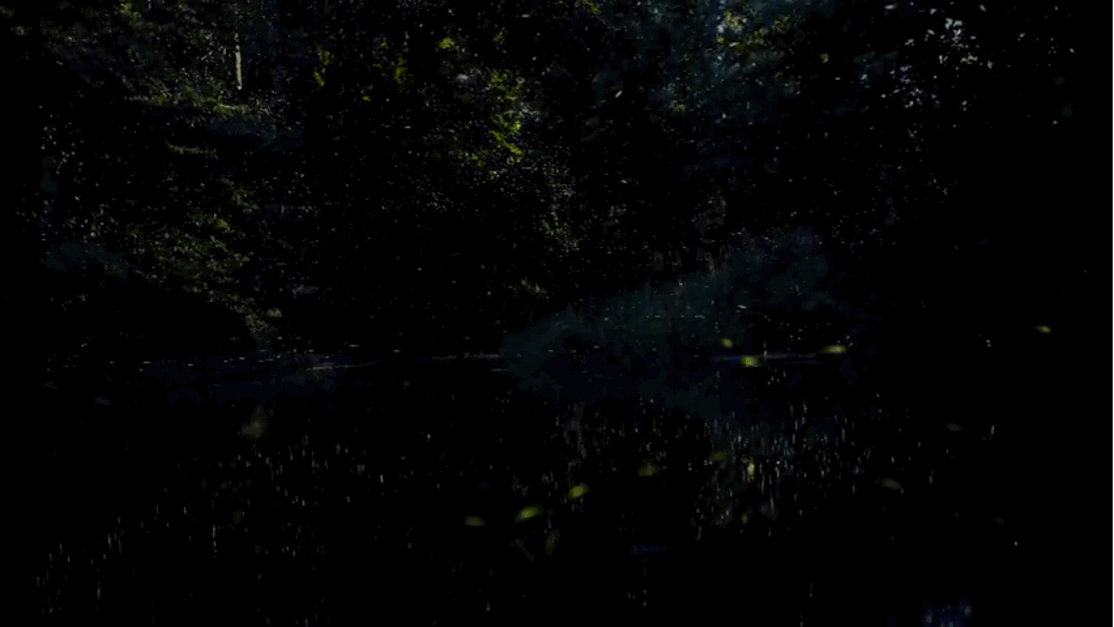 Stunning Time-Lapse Of Fireflies Lighting Up The Night - The Dodo