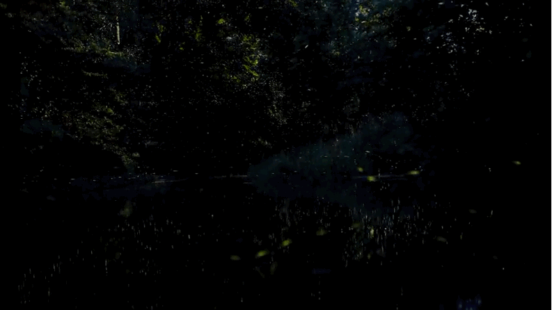 Stunning Time-Lapse Of Fireflies Lighting Up The Night - The Dodo