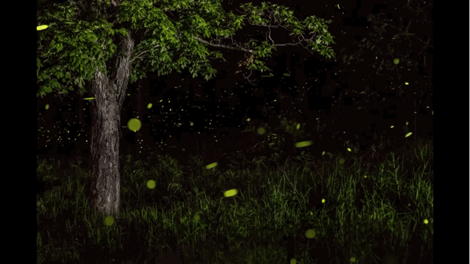 Stunning Time-Lapse Of Fireflies Lighting Up The Night - The Dodo