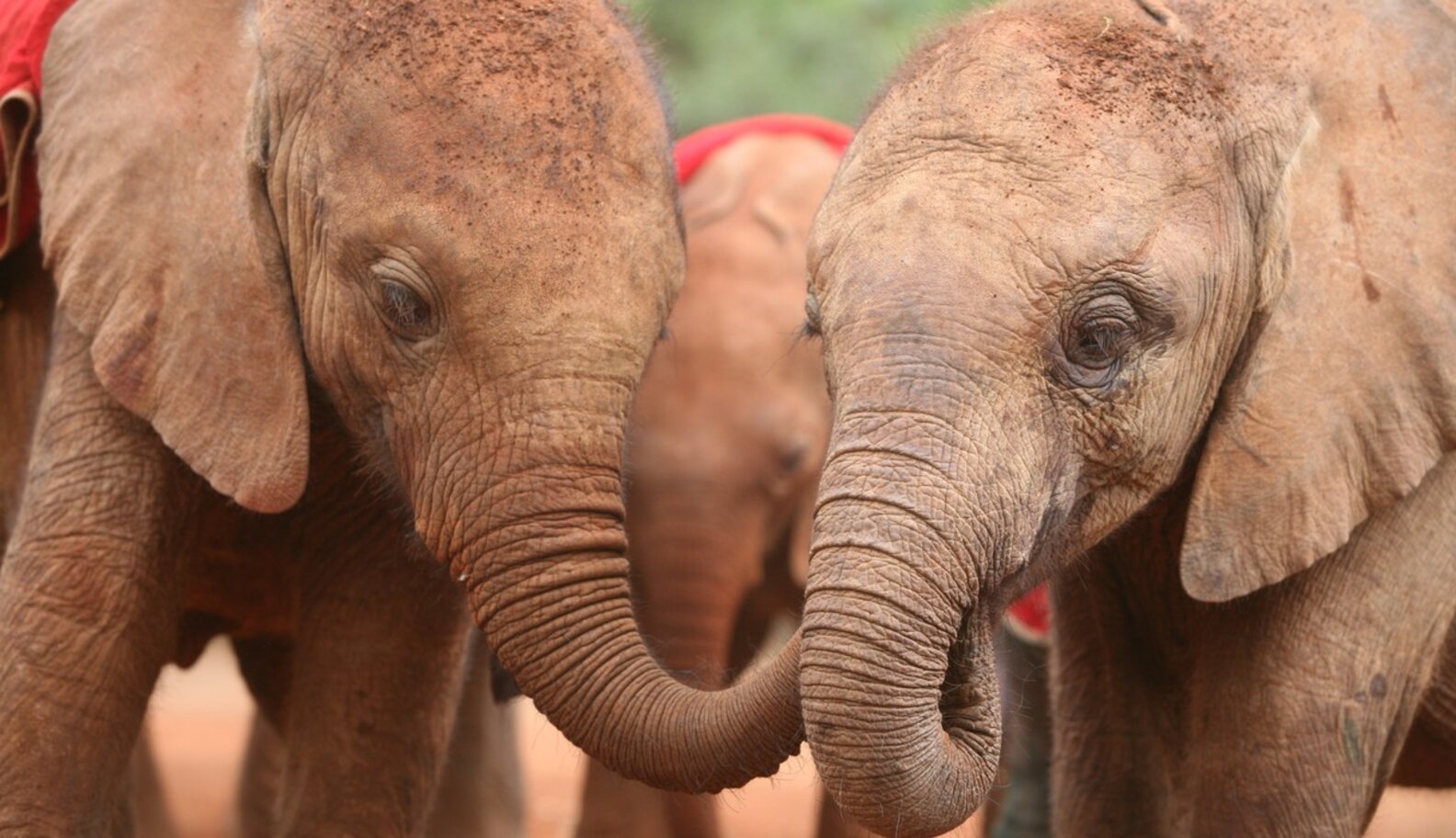 10 Photos Of Orphaned Elephants That Will Make You Care About Wildlife ...