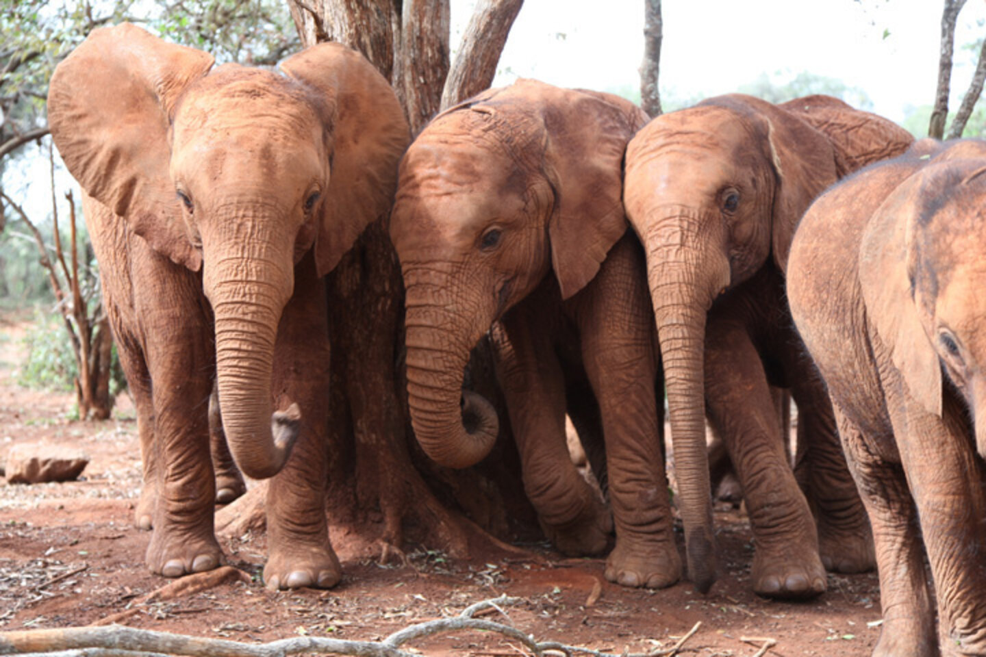 10 Photos Of Orphaned Elephants That Will Make You Care About Wildlife ...