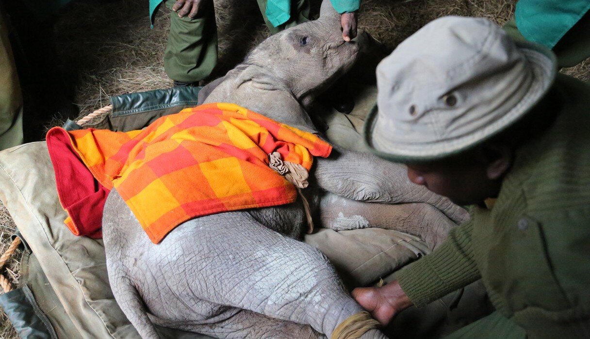 10 Photos Of Orphaned Elephants That Will Make You Care About Wildlife ...