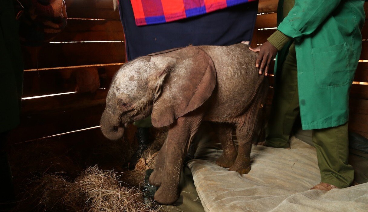 10 Photos Of Orphaned Elephants That Will Make You Care About Wildlife ...
