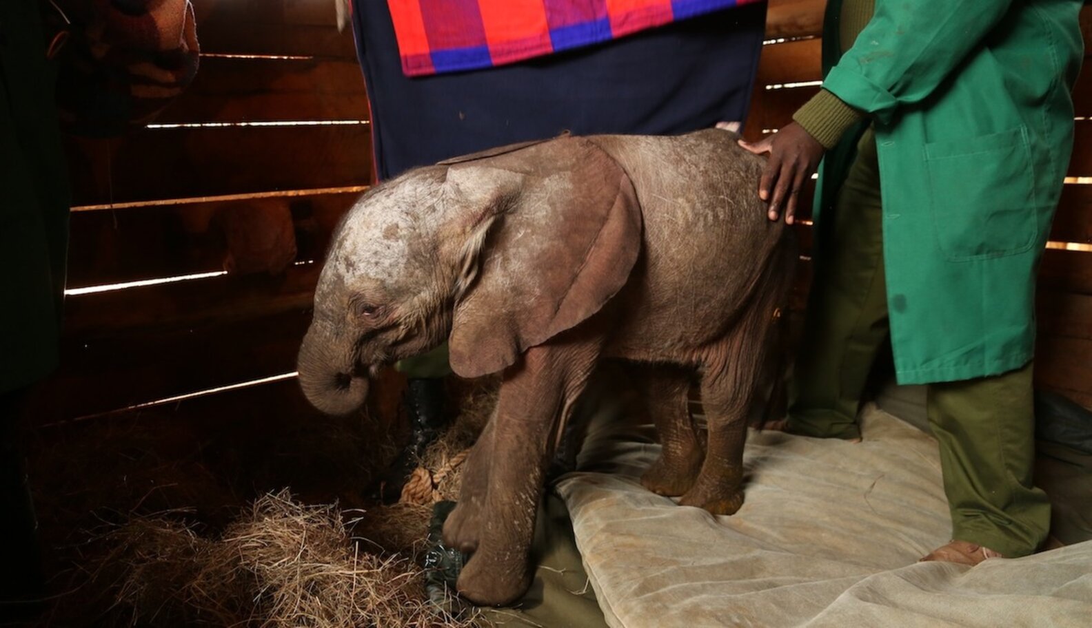 10 Photos Of Orphaned Elephants That Will Make You Care About Wildlife ...