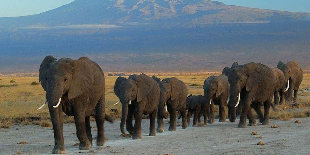 Bullhooks Banished: L.A. Prohibits Cruel Circus Elephant Training Tools ...