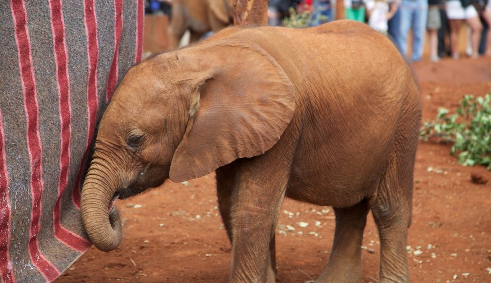 10 Photos Of Orphaned Elephants That Will Make You Care About Wildlife ...