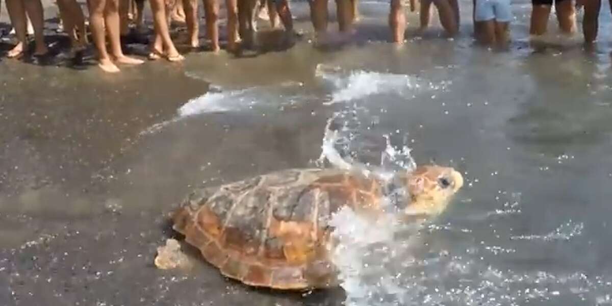 Sea Turtle Is Taking Her First Steps Back To The Ocean - Videos - The Dodo